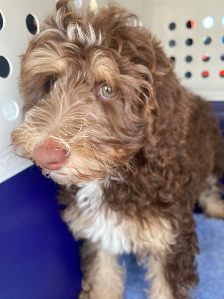 いよいよArthurくんがご家族さまのもとへ来日しました。 - Kiwi Pride Japan