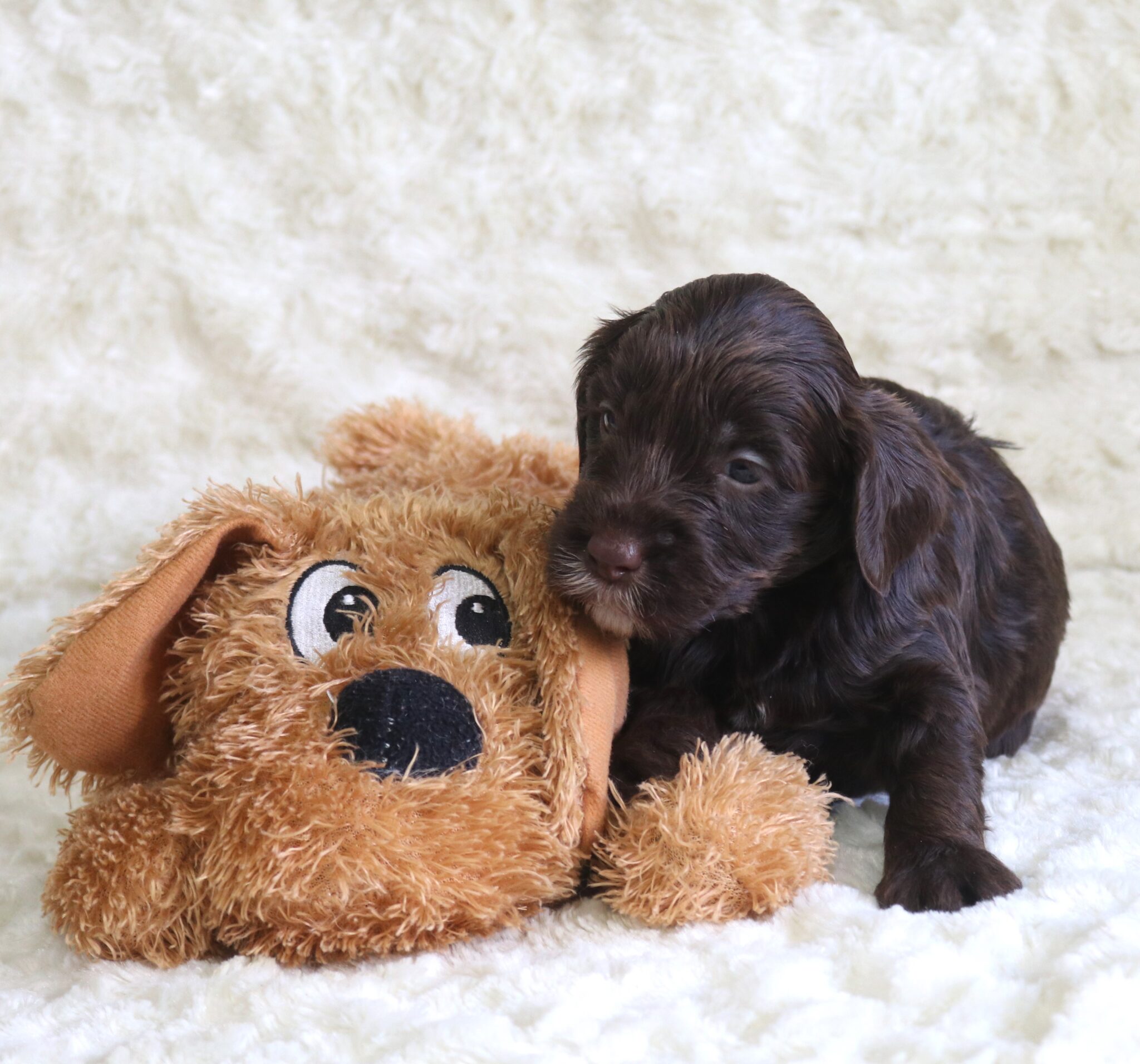 Harper × Foxy Standardサイズの4週齢のお写真が届きました - Kiwi Pride Japan