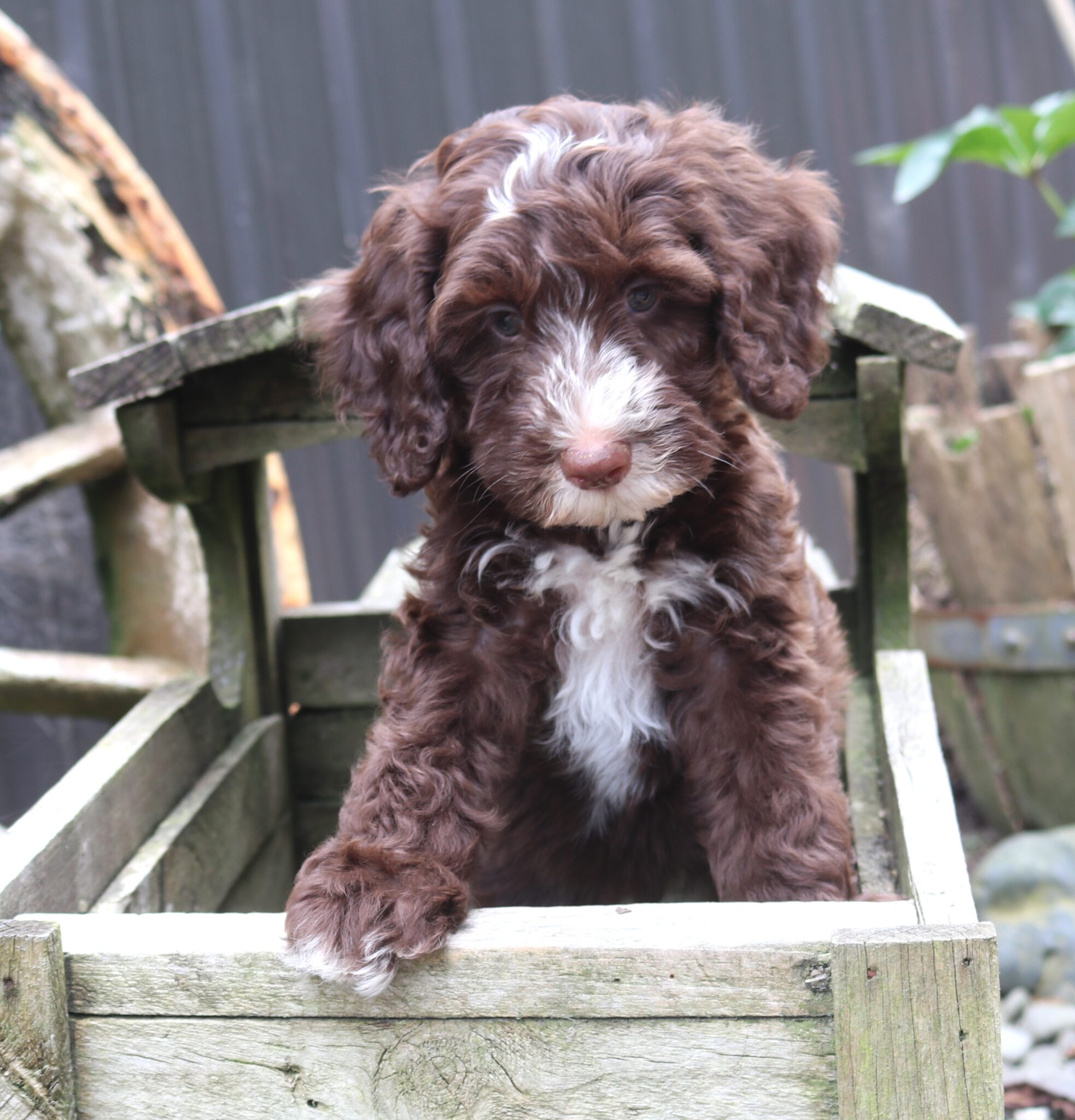 BillyちゃんとDiamondくんの男の子Danくんが今週末いよいよ来日です。 - Kiwi Pride Japan