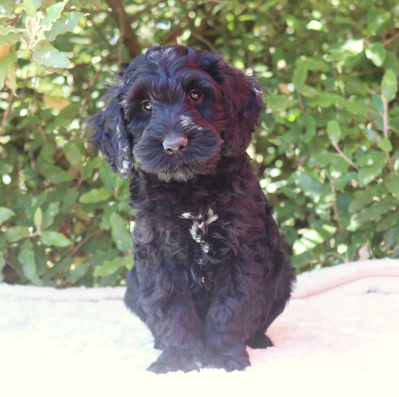 Kiwi Pride Japan - オーストラリアンラブラドゥードル8つ星犬舎Kiwi Pride NZ公式パートナー